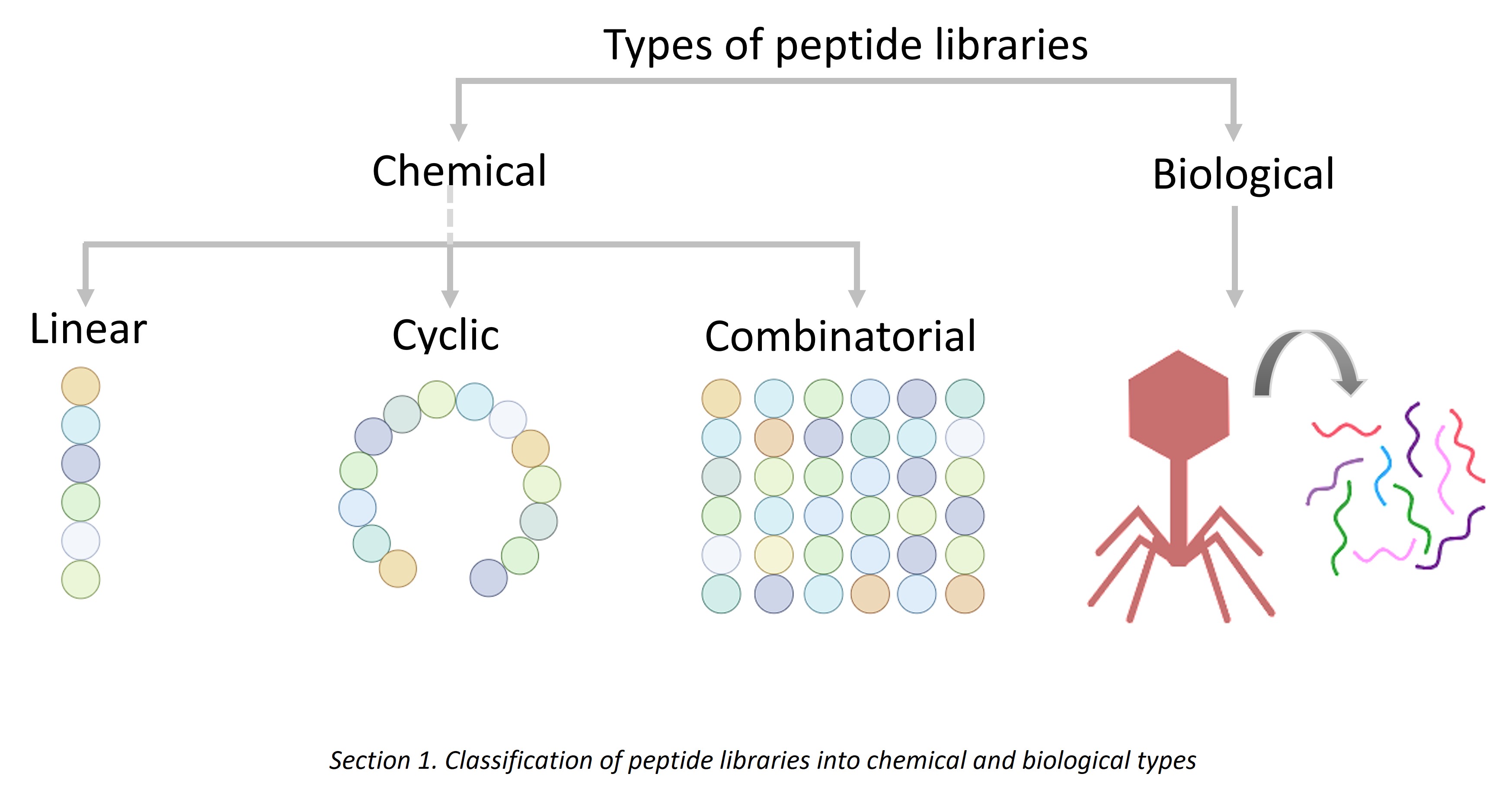 Synthetic Peptide Libraries: Unlocking New Possibilities in Immunotherapy and Drug Development ...